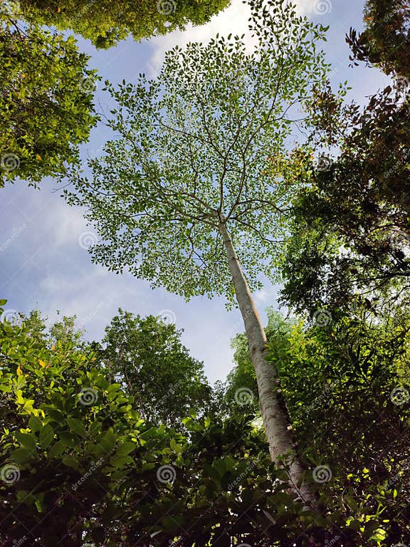 Tall and beautiful trees stock photo. Image of beautiful - 226664432