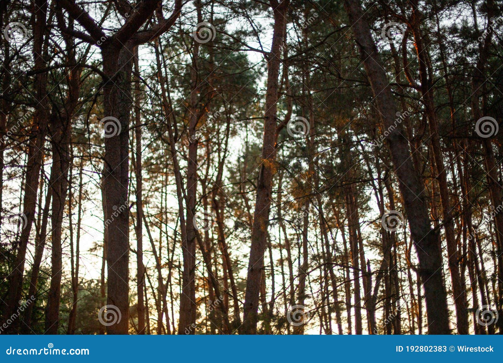 Tall Beautiful Trees in the Forest - Great for Wallpapers Stock Image ...
