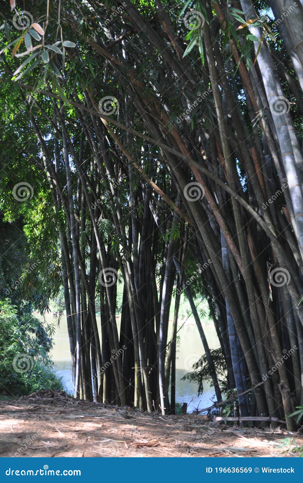 Tall Beautiful Trees in the Park Stock Image - Image of leaves, greens ...
