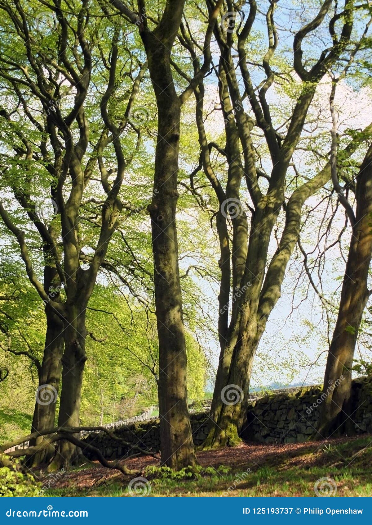 Tall Beech Trees Standing in Front of an Old Stone Wall with Bright ...