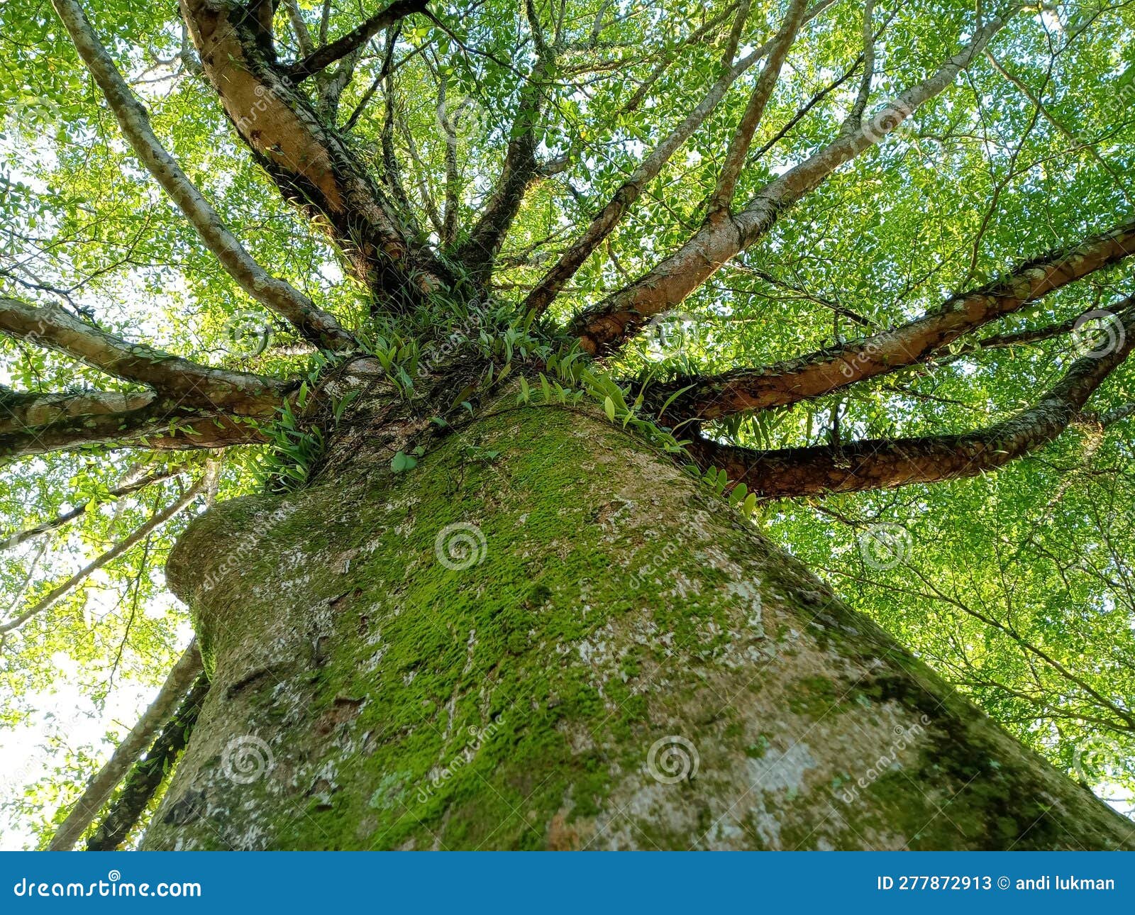 Tall and Big Old Tree in the Part of Garden Stock Image - Image of ...