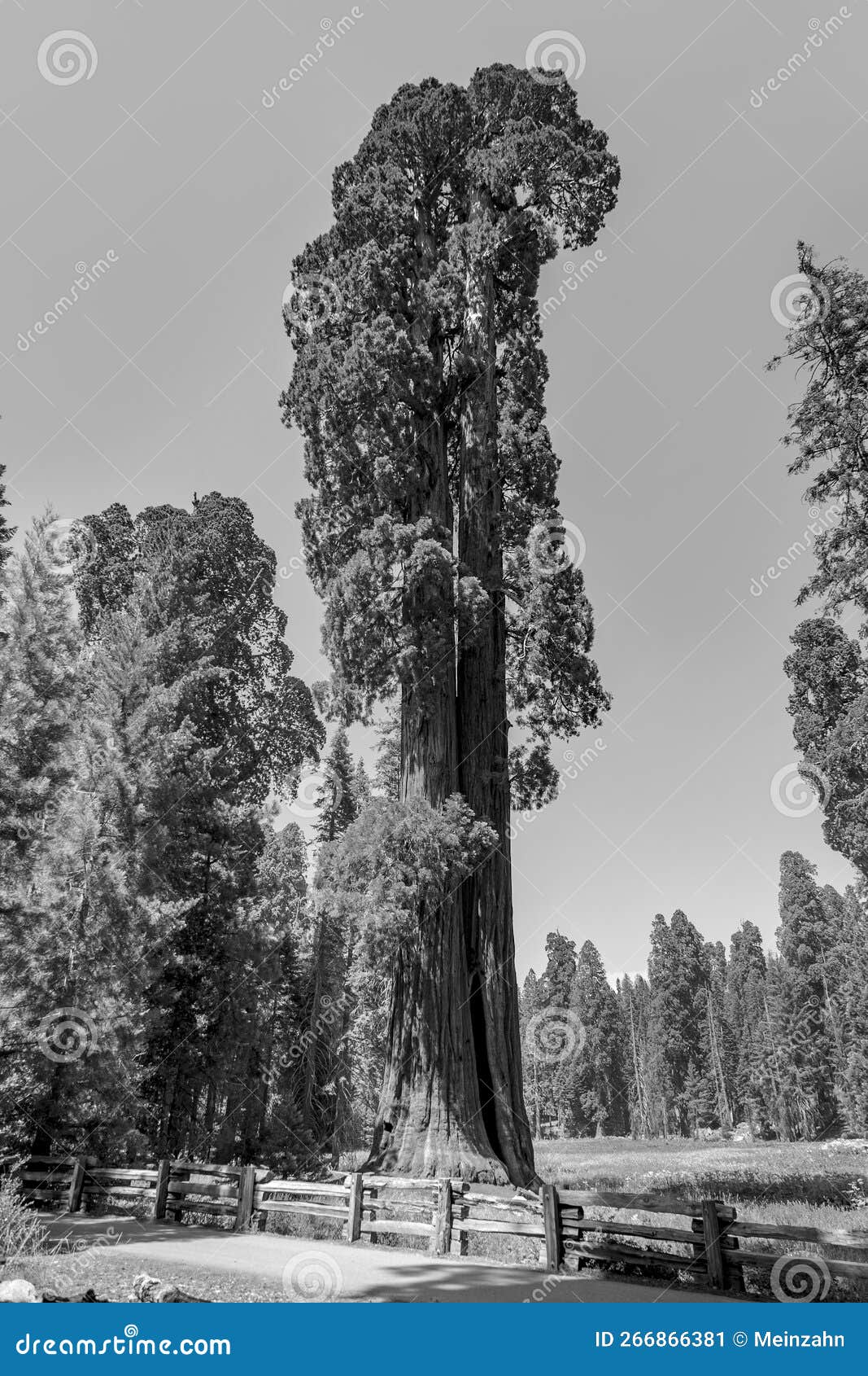 Tall and Big Sequoias in Sequoia National Park Stock Image - Image of ...