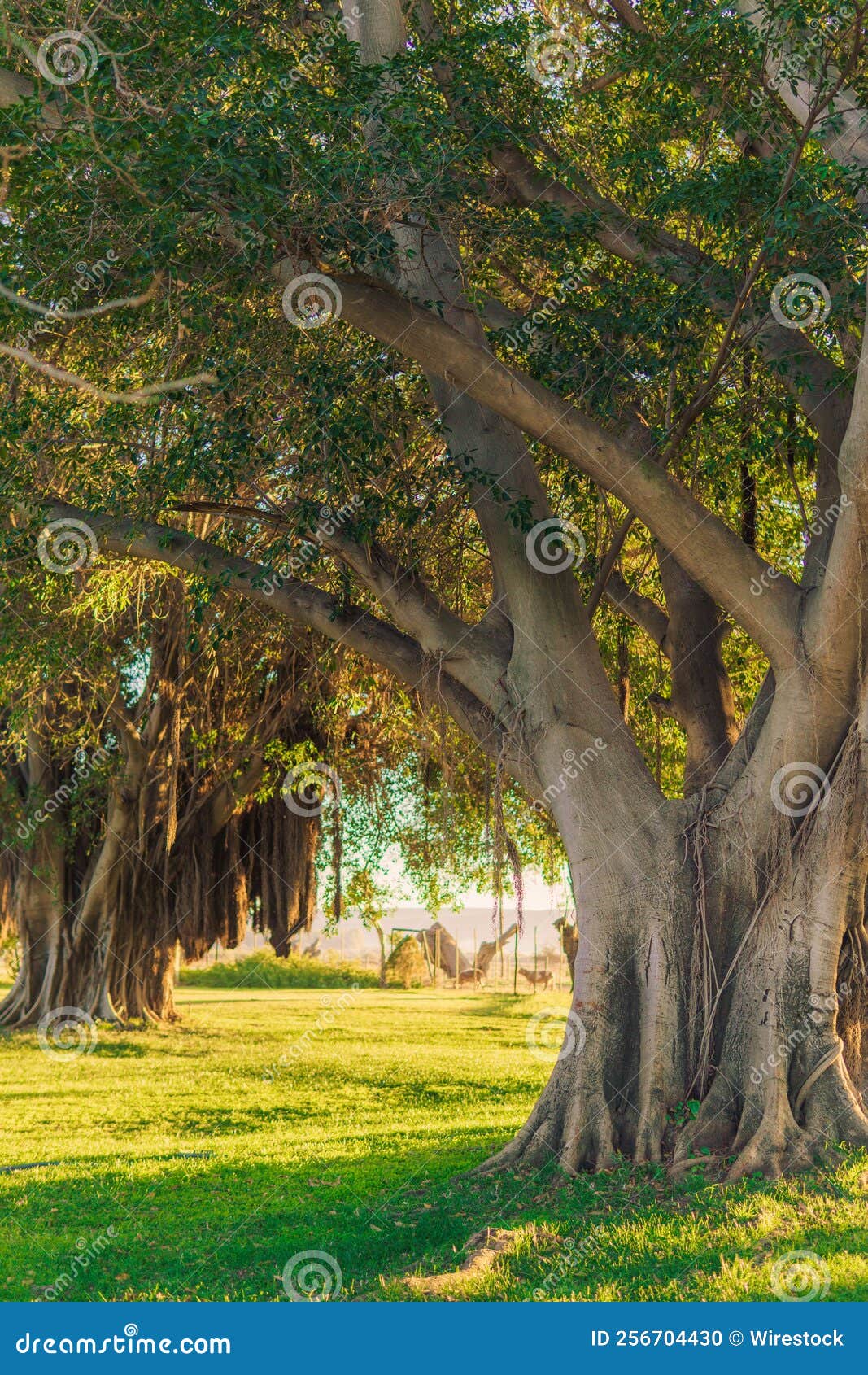 Tall Big Tree in the Field with Green Grasses Stock Photo - Image of ...