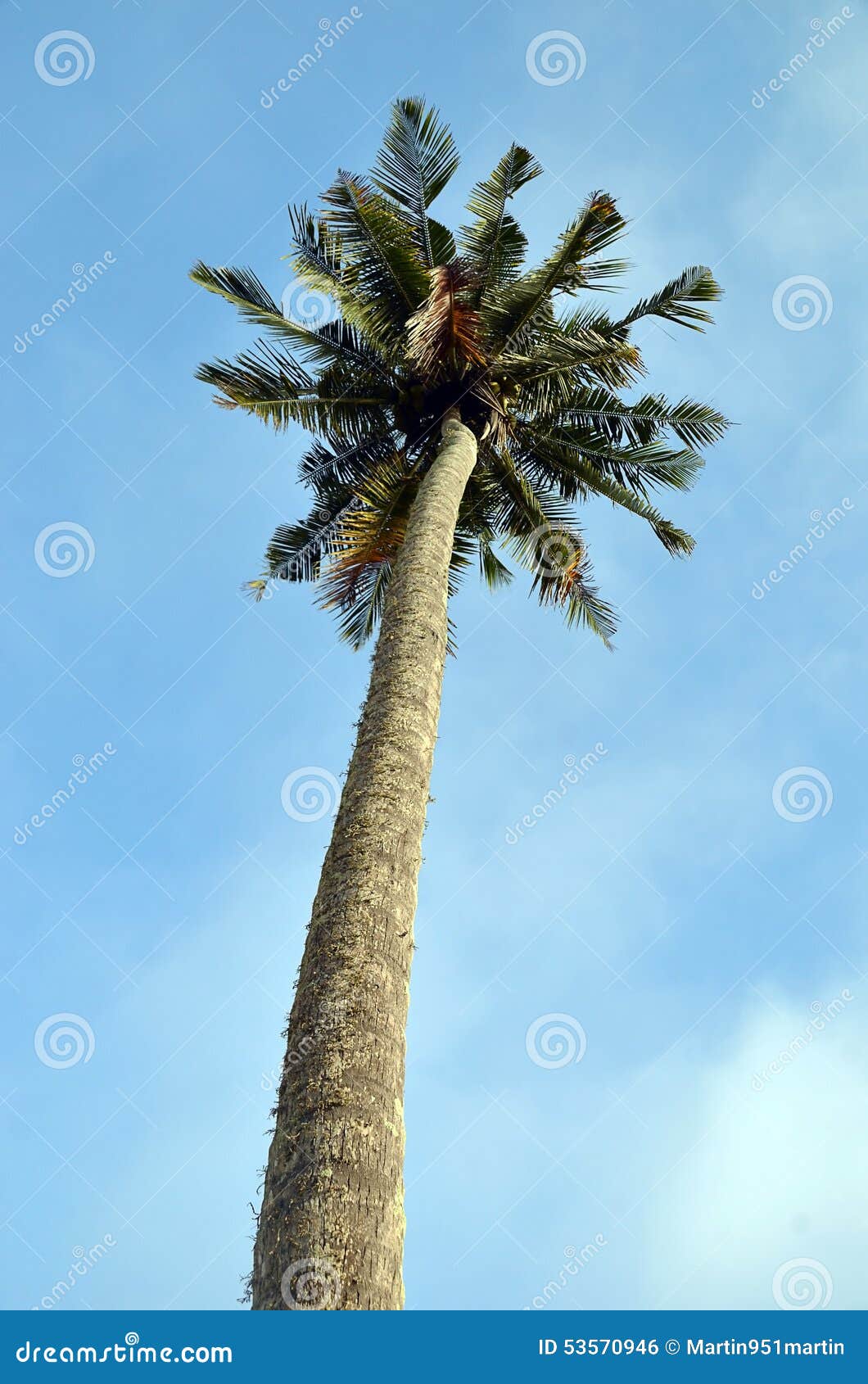 Tall Big Tropical Palm Tree on the Beach Stock Photo - Image of cloudy ...