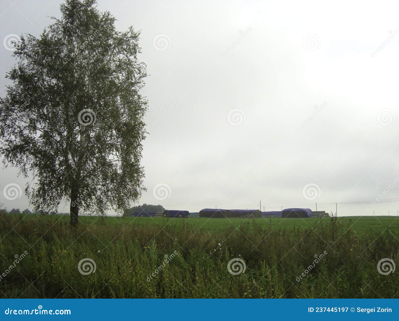 A Tall Birch Tree in the Field. Large Haystacks are Visible in the ...