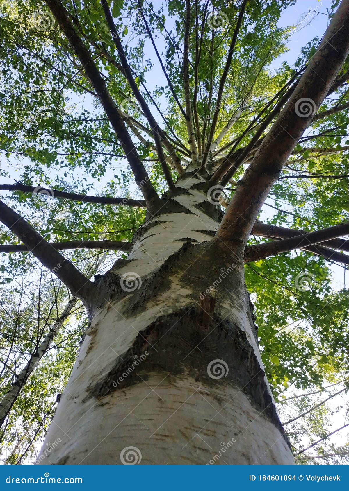 Tall Birch Tree Treetop Plantae Magnoliophyta Magnoliopsida Fagales ...
