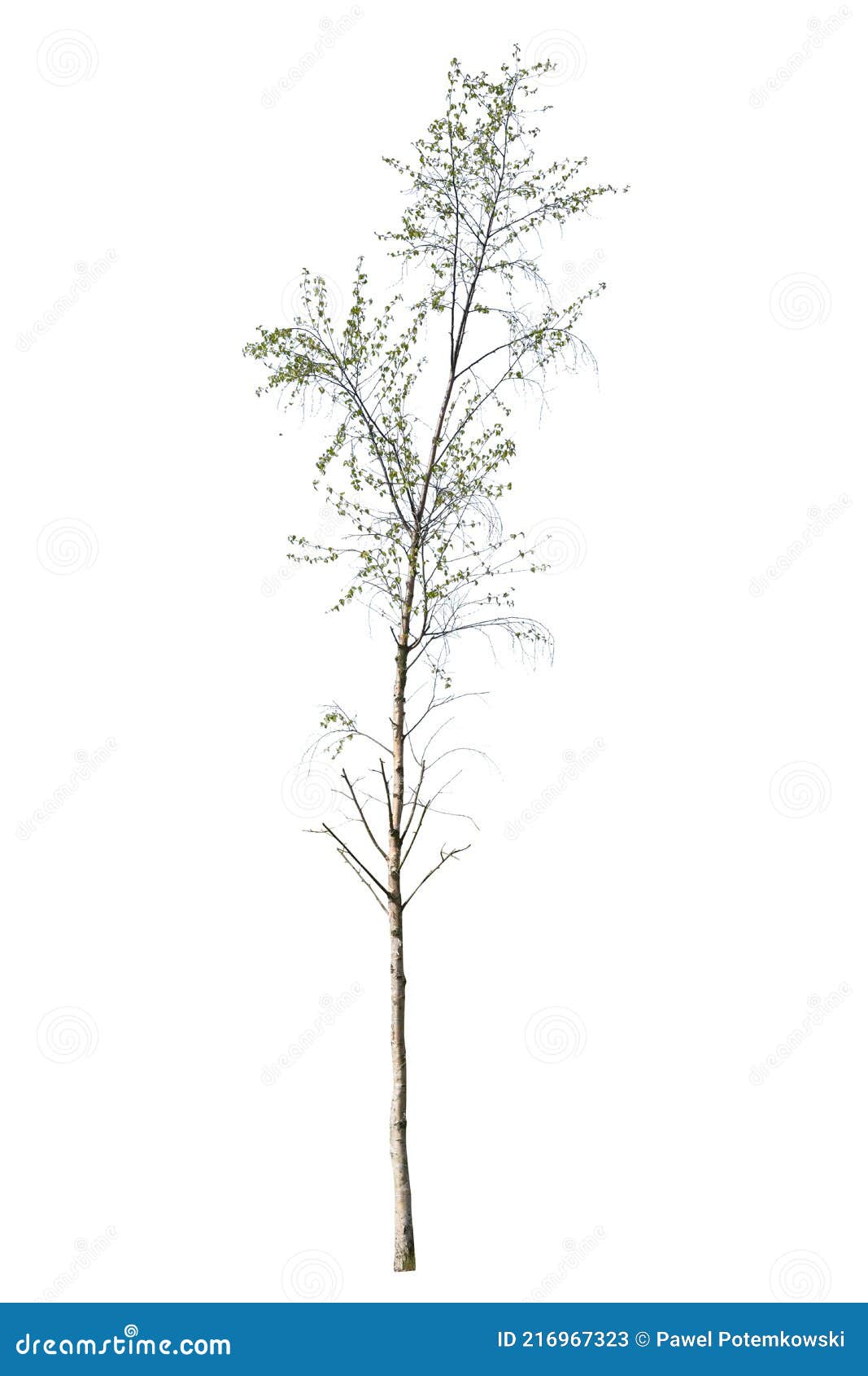 Tall Birch Tree Isolated on White Background Stock Image - Image of ...