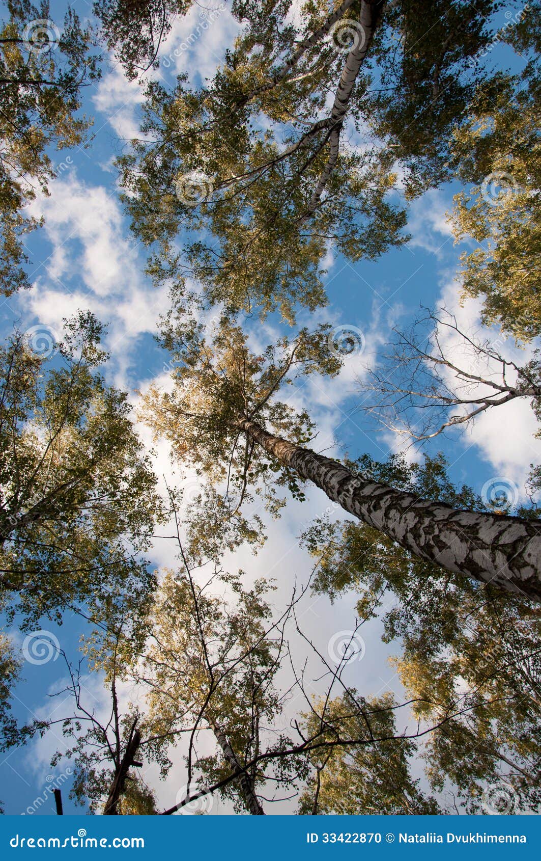 Tall birch trees stock photo. Image of beautiful, landscape - 33422870