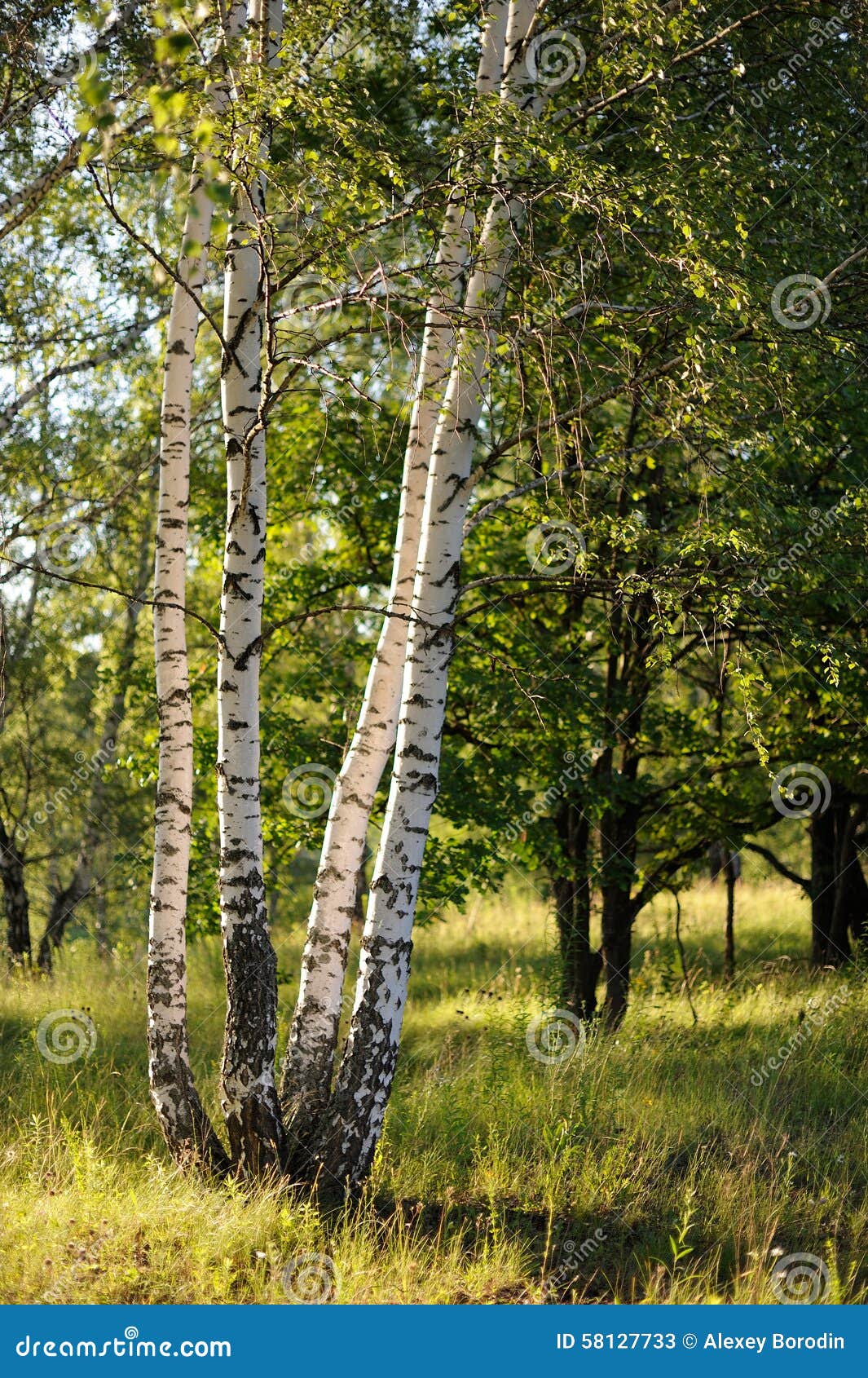Tall Birch Trees in Morning Light Stock Image - Image of spring, trees ...