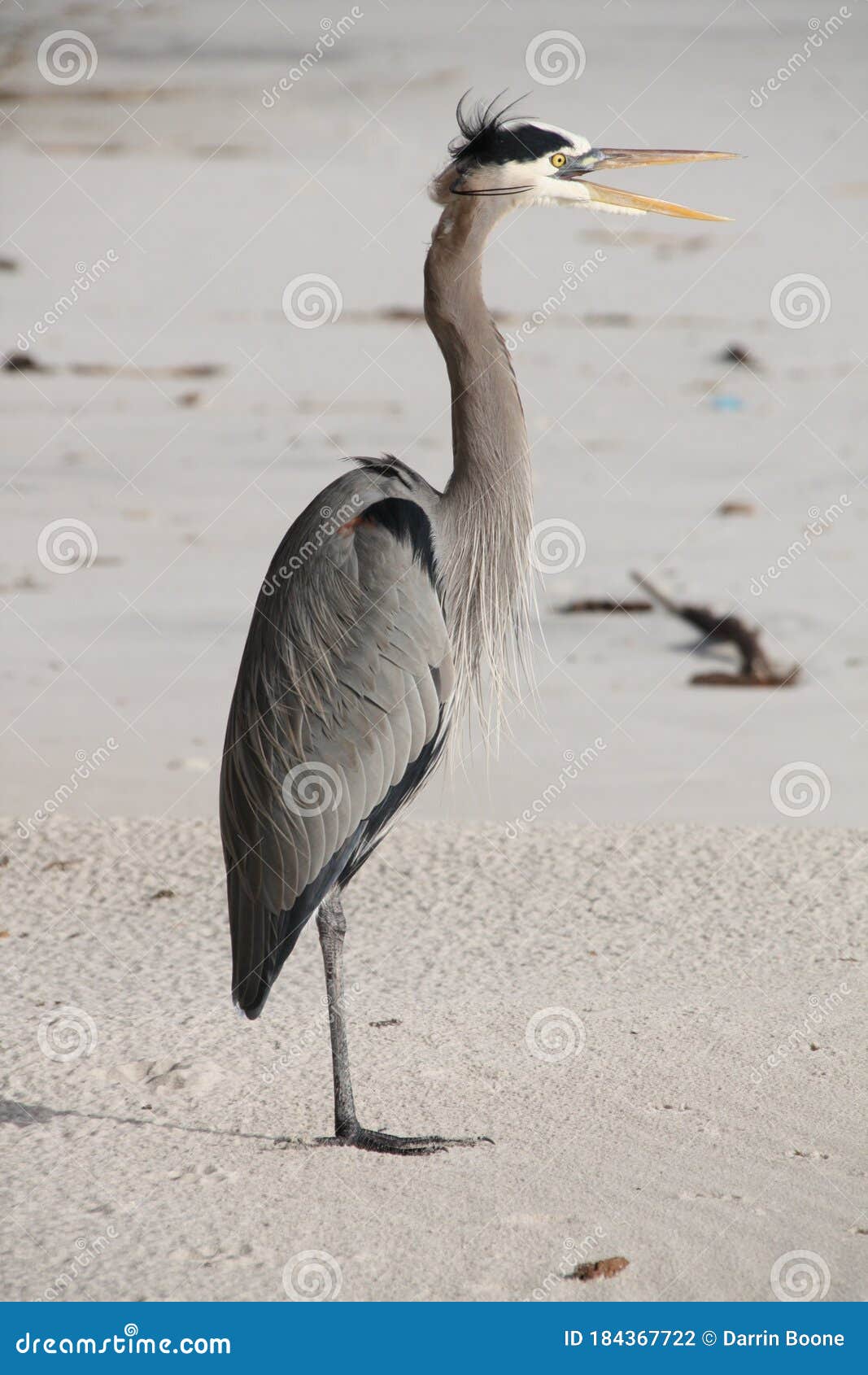 Tall Bird Standing on Beach. Stock Photo - Image of ocean, sand: 184367722