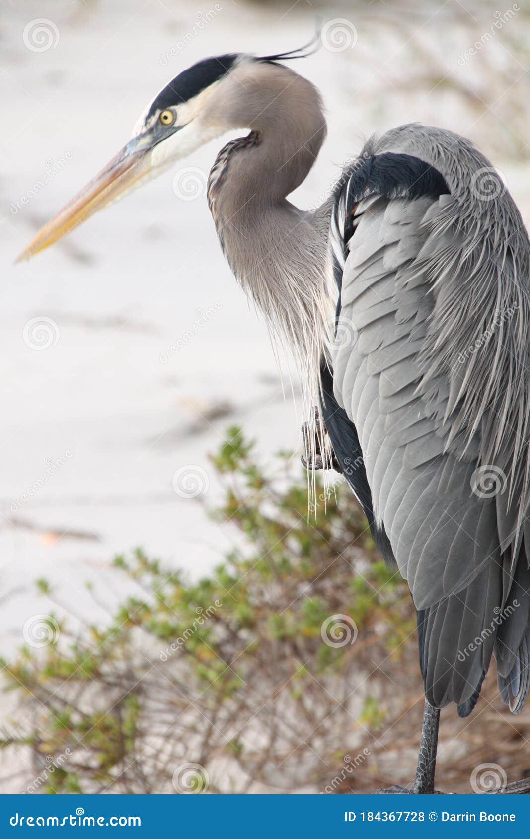 Tall Bird Standing on Beach. Stock Photo - Image of tall, standing ...