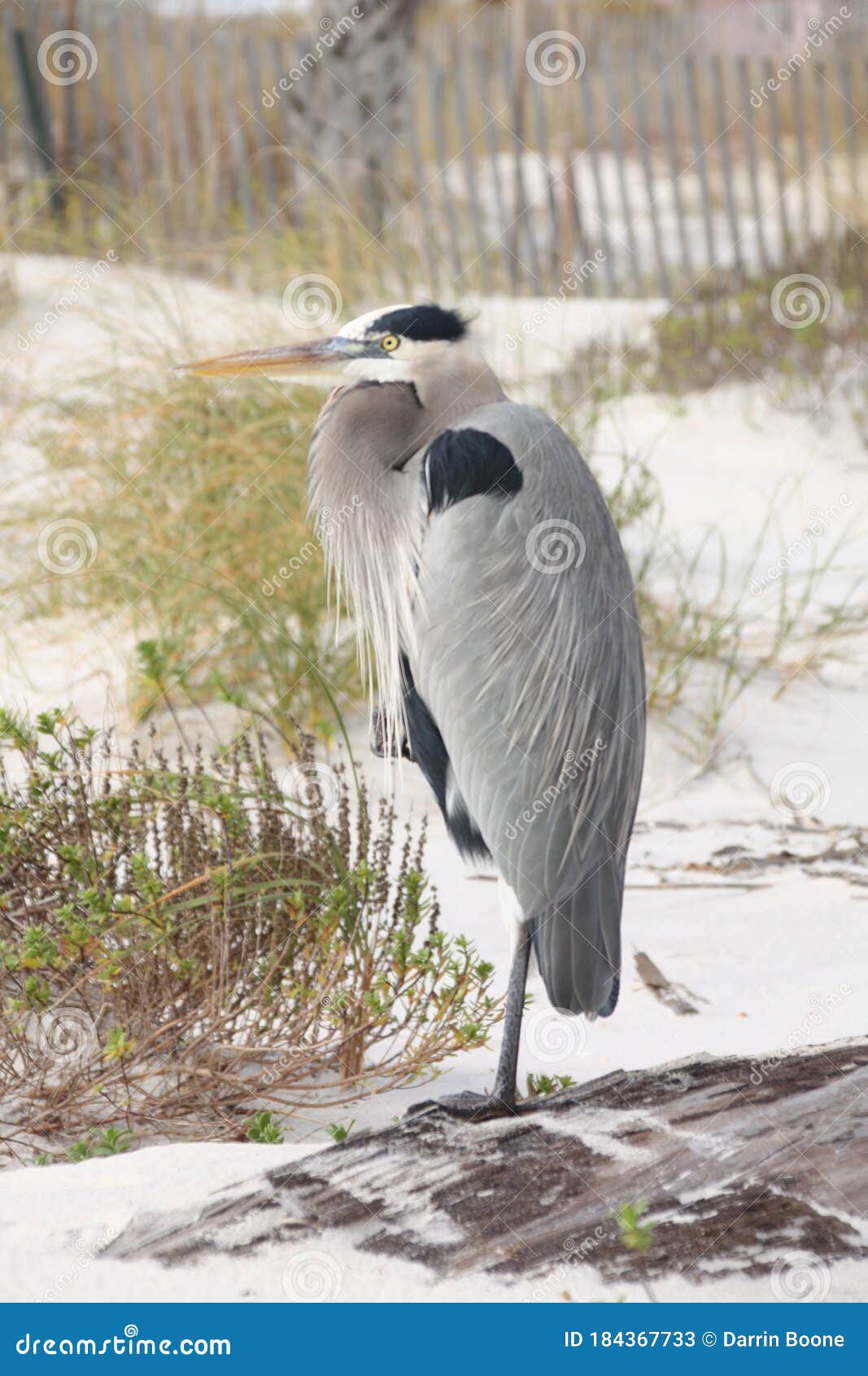 Tall Bird Standing on Beach. Stock Image - Image of bird, open: 184367733