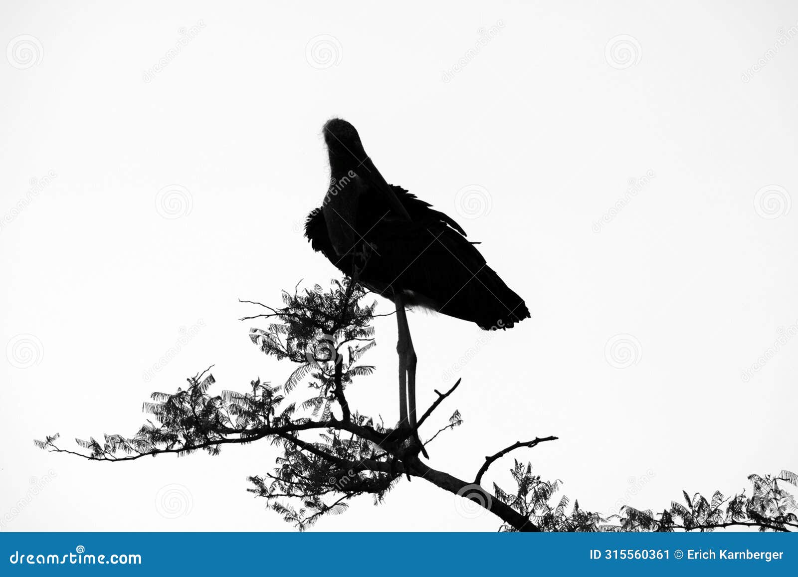 Tall Bird on a Tree Silhouette Stock Image - Image of african ...