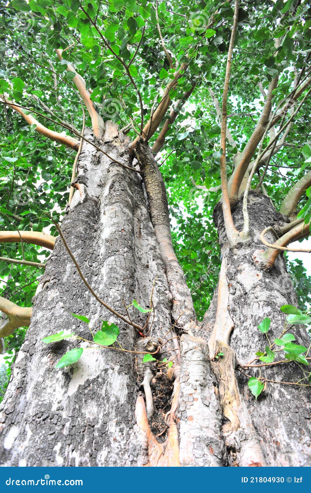 Large lime tree stock photo. Image of asian, forest, anqitue - 21804930