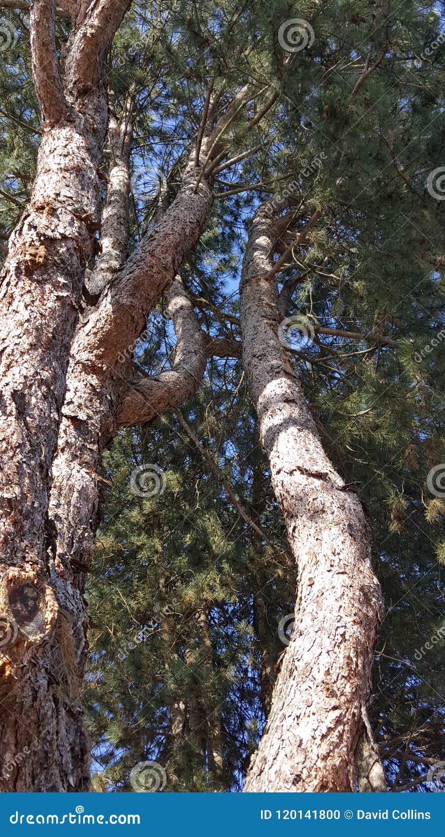 Tall Branches stock photo. Image of evergreen, tall - 120141800