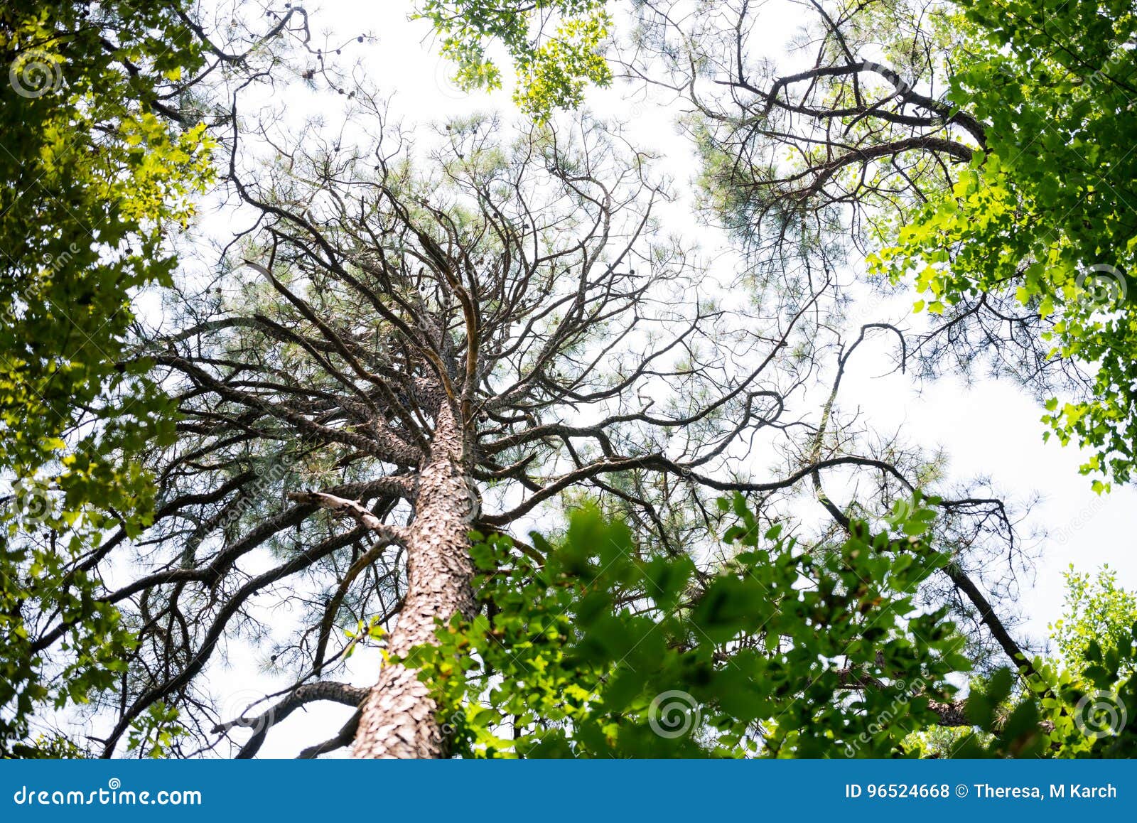 Tall Branching Tree Royalty-Free Stock Image | CartoonDealer.com #96524668