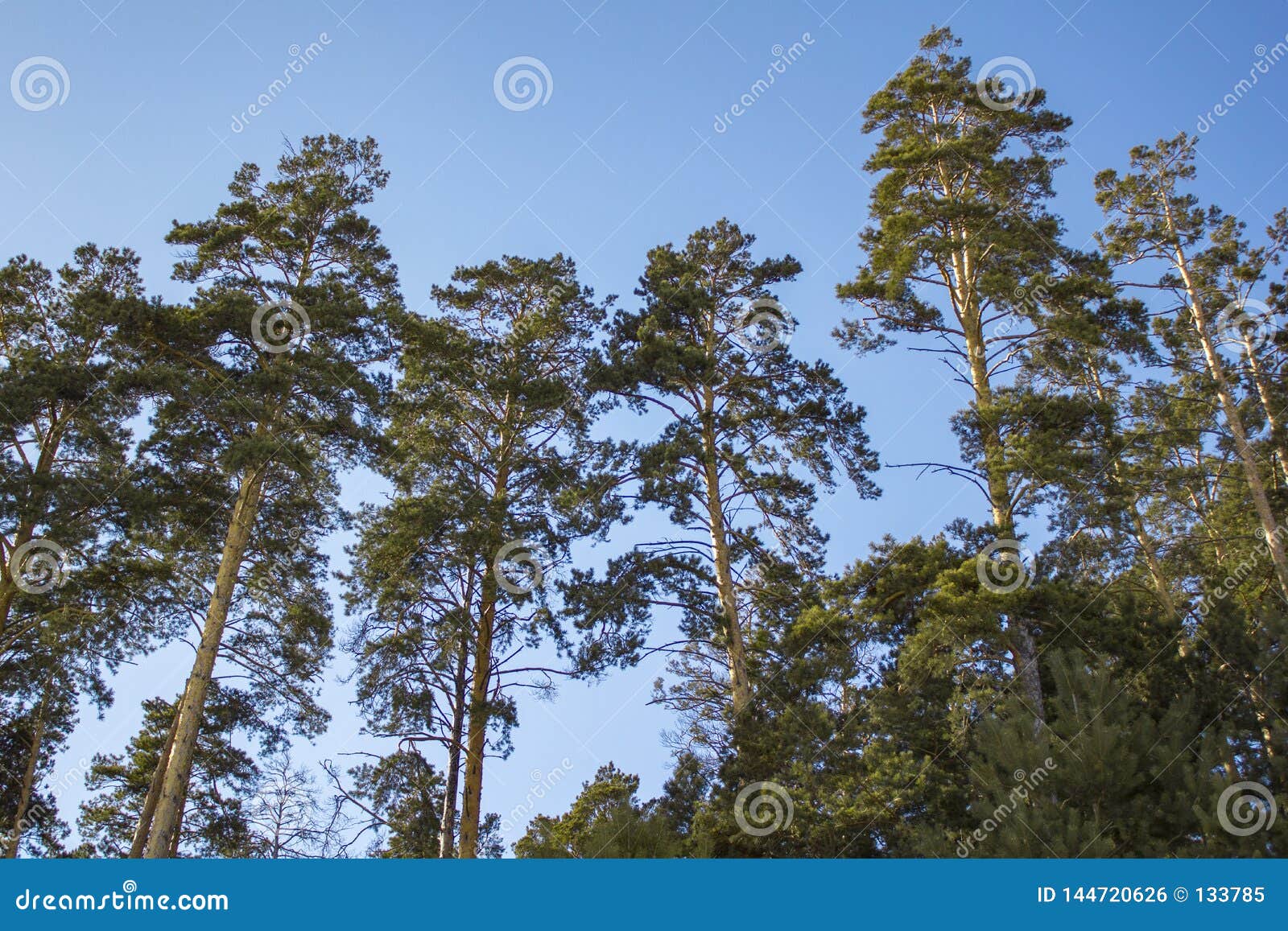 Tall Bright Green Coniferous Trees Against a Clean Blue Sky, Bottom ...
