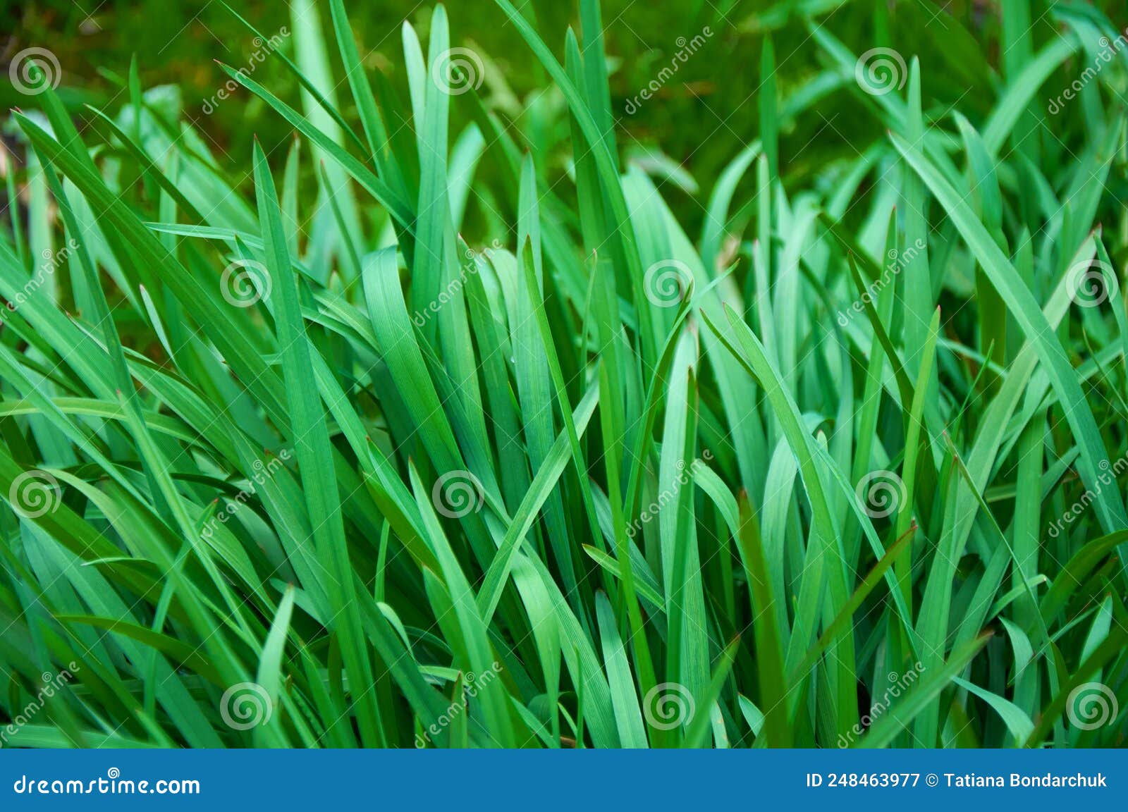 Tall Bright Lush Green Grass. Grass Texture Stock Image - Image of ... Tall Bright Lush Green Grass. Grass Texture Stock Image - Image of ...