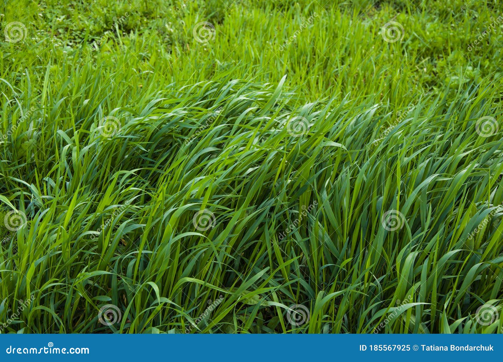 Tall Bright Lush Green Grass. Grass Texture Royalty-Free Stock Image ... Tall Bright Lush Green Grass. Grass Texture Royalty-Free Stock Image ...