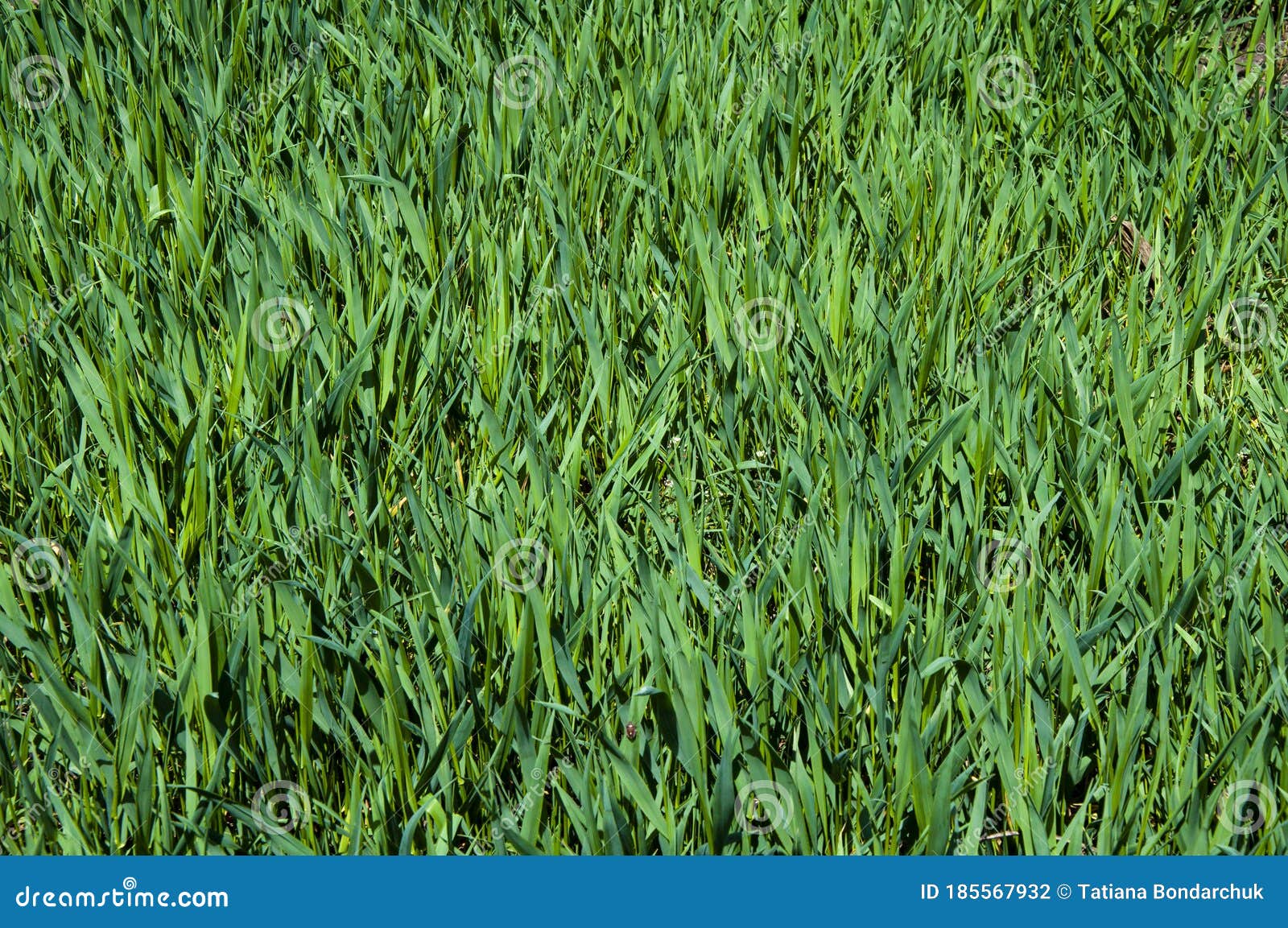 Tall Bright Lush Green Grass. Grass Texture Royalty-Free Stock Image ... Tall Bright Lush Green Grass. Grass Texture Royalty-Free Stock Image ...