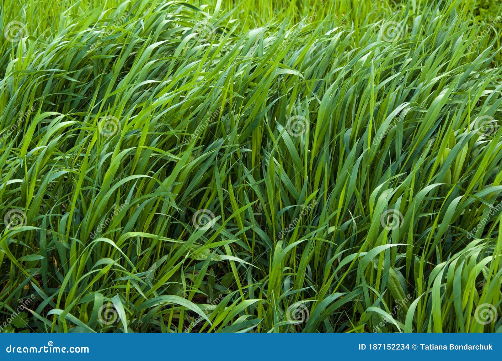Tall Bright Lush Green Grass. Grass Texture Royalty-Free Stock Photo ...