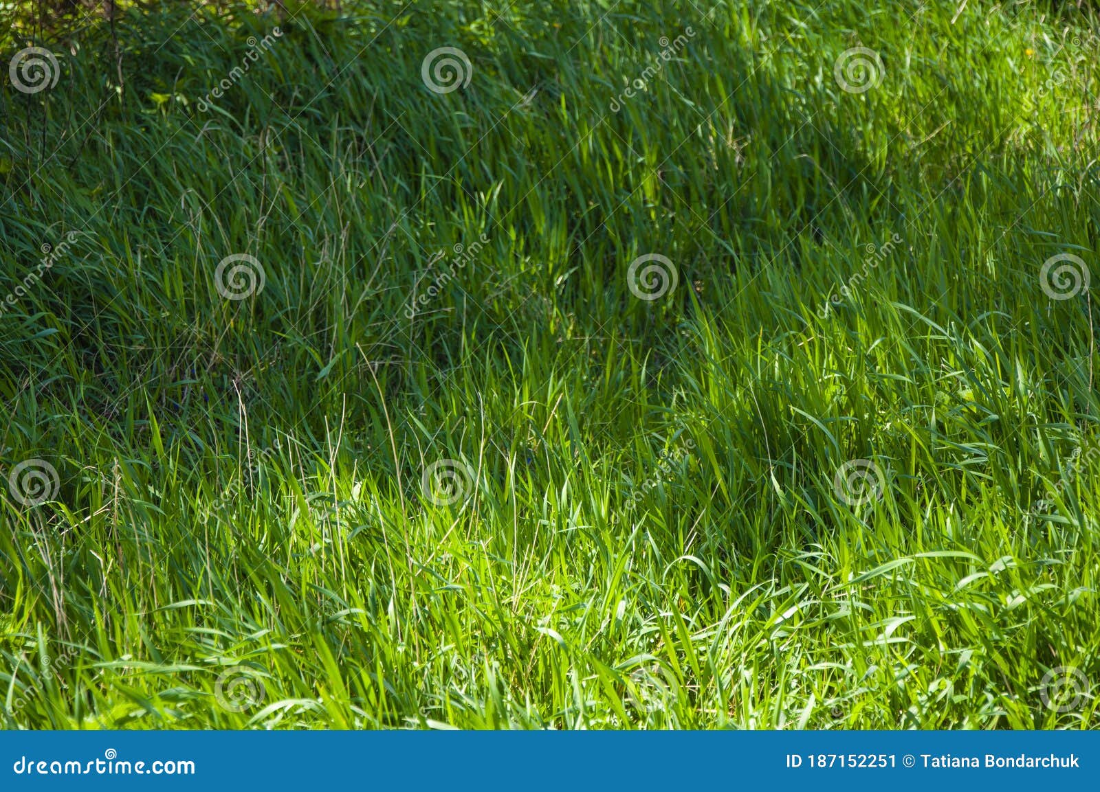 Tall Bright Lush Green Grass. Grass Texture Royalty-Free Stock ... Tall Bright Lush Green Grass. Grass Texture Royalty-Free Stock ...