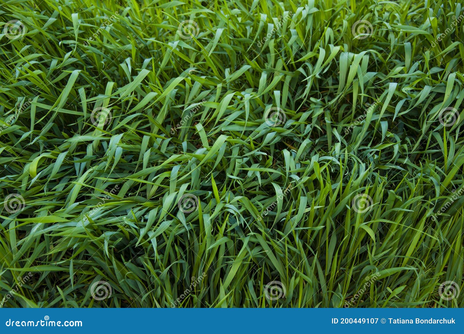 Tall Bright Lush Green Grass. Grass Texture Royalty-Free Stock Photo ... Tall Bright Lush Green Grass. Grass Texture Royalty-Free Stock Photo ...