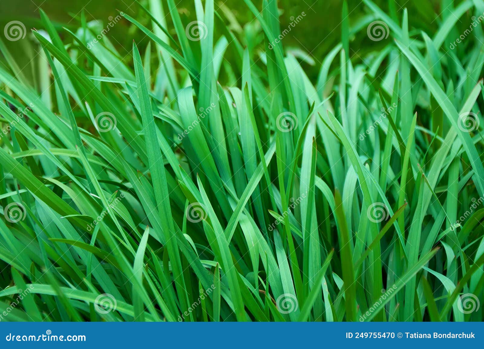 Tall Bright Lush Green Grass. Grass Texture Stock Photo - Image of ...