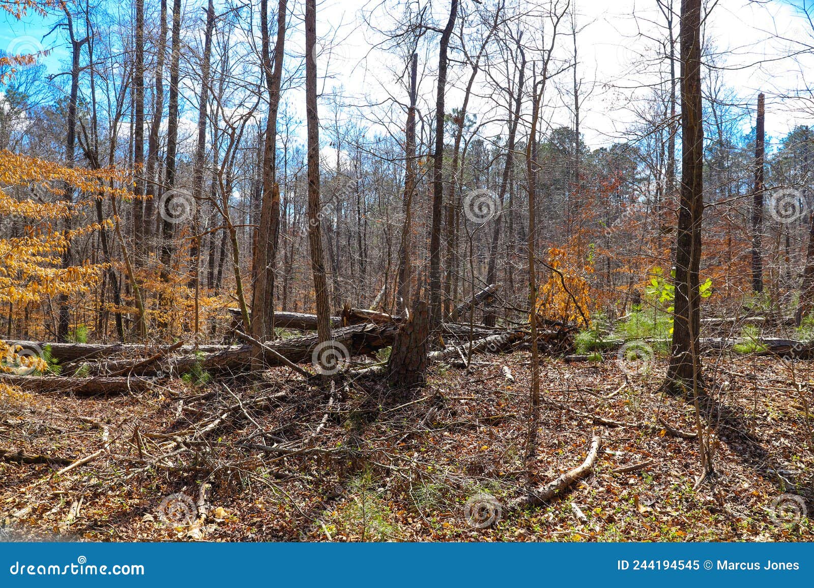 A Tall Broken Tree in the Forest Surrounded by Tall Thin Pine Trees ...