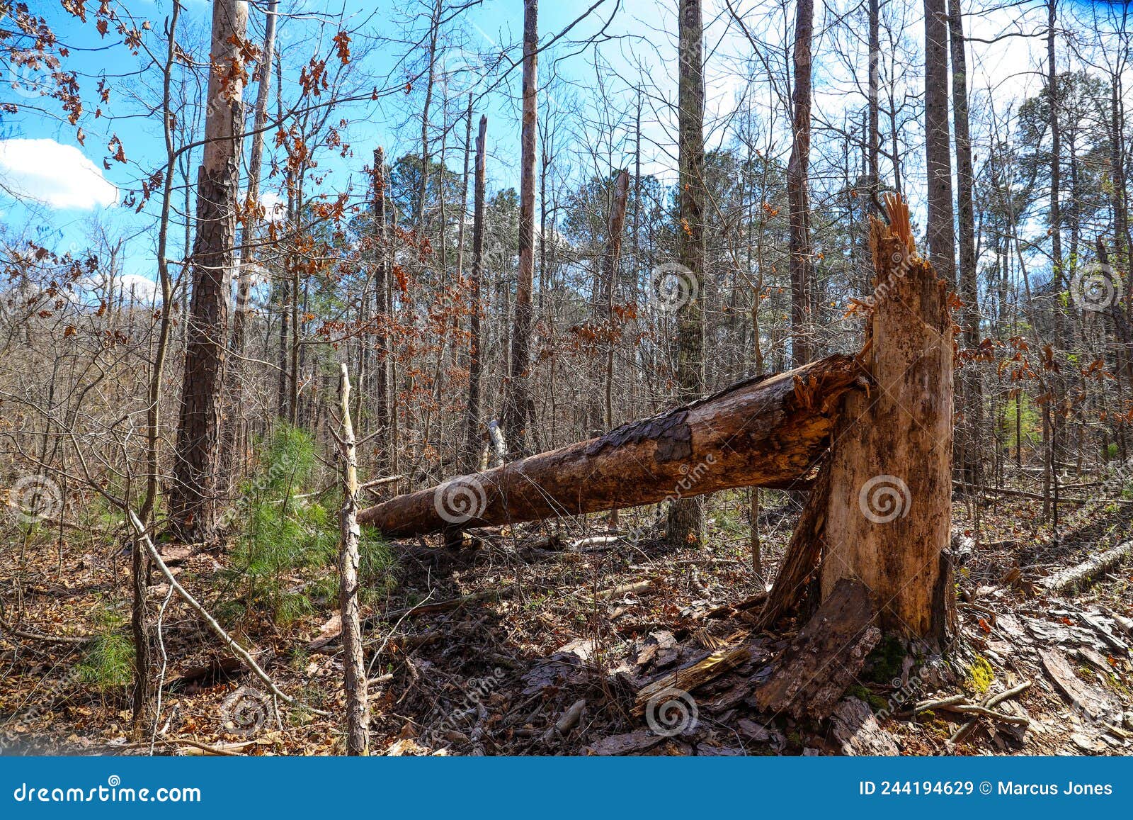 A Tall Broken Tree in the Forest Surrounded by Tall Thin Pine Trees ...