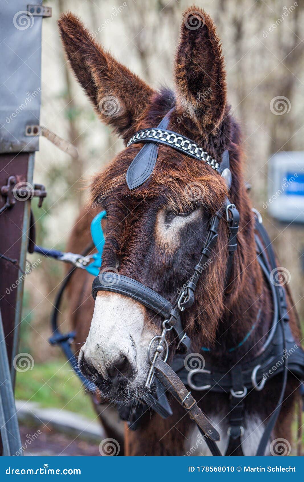 Tall brown donkey portrait stock photo. Image of pferdemarkt - 178568010