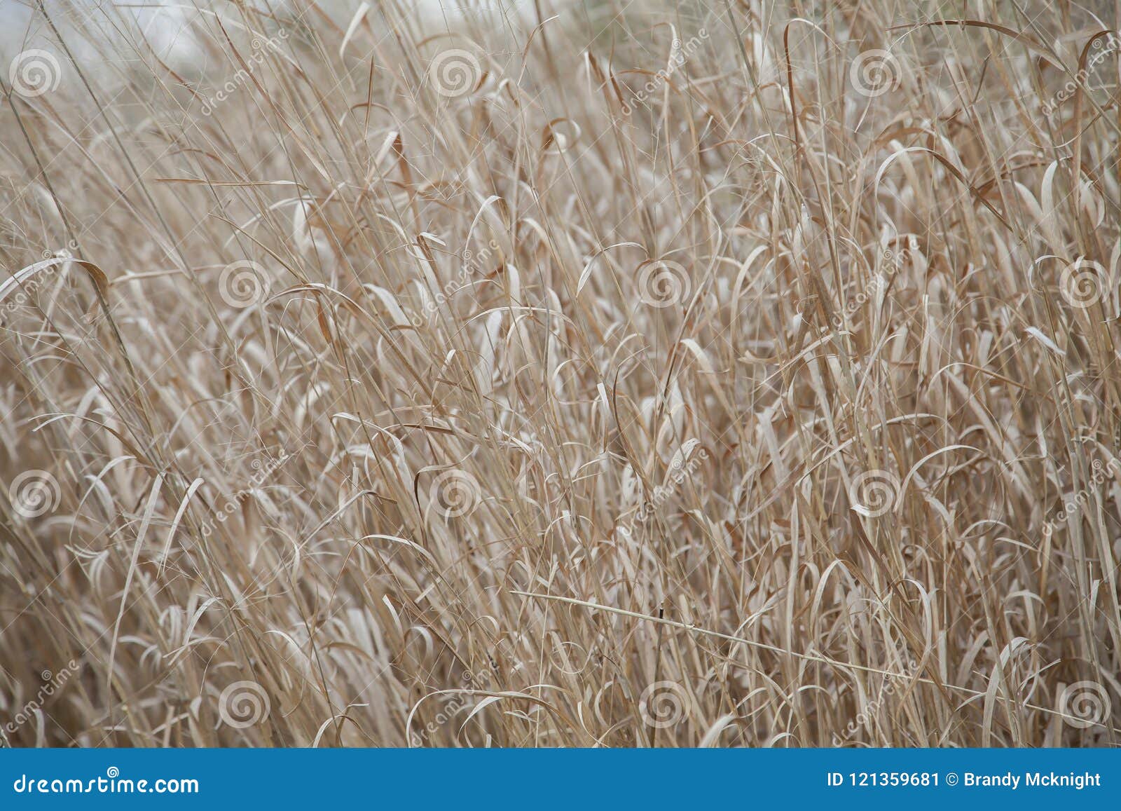 Tall Brown Grass stock image. Image of plants, deep - 121359681
