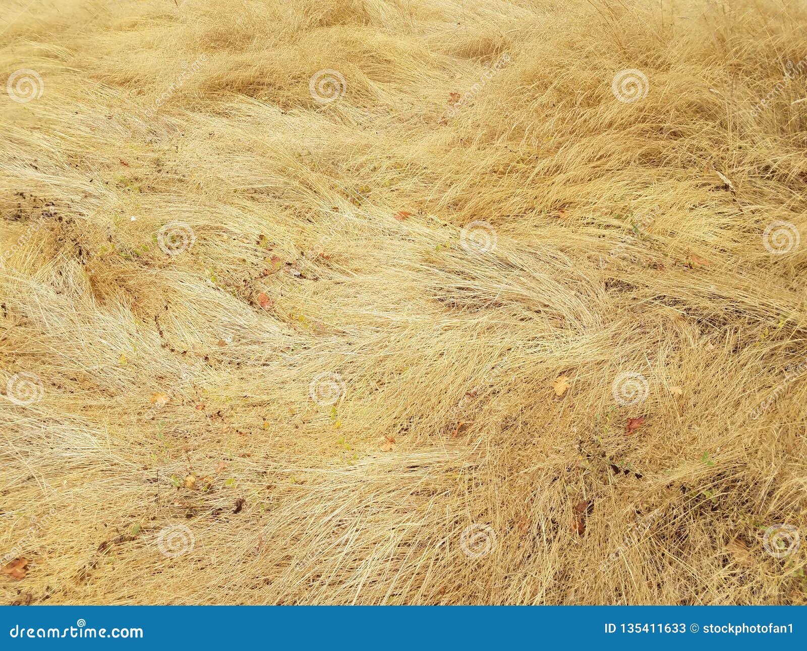 Tall Brown Grass or Weeds on the Ground Stock Image - Image of field ...