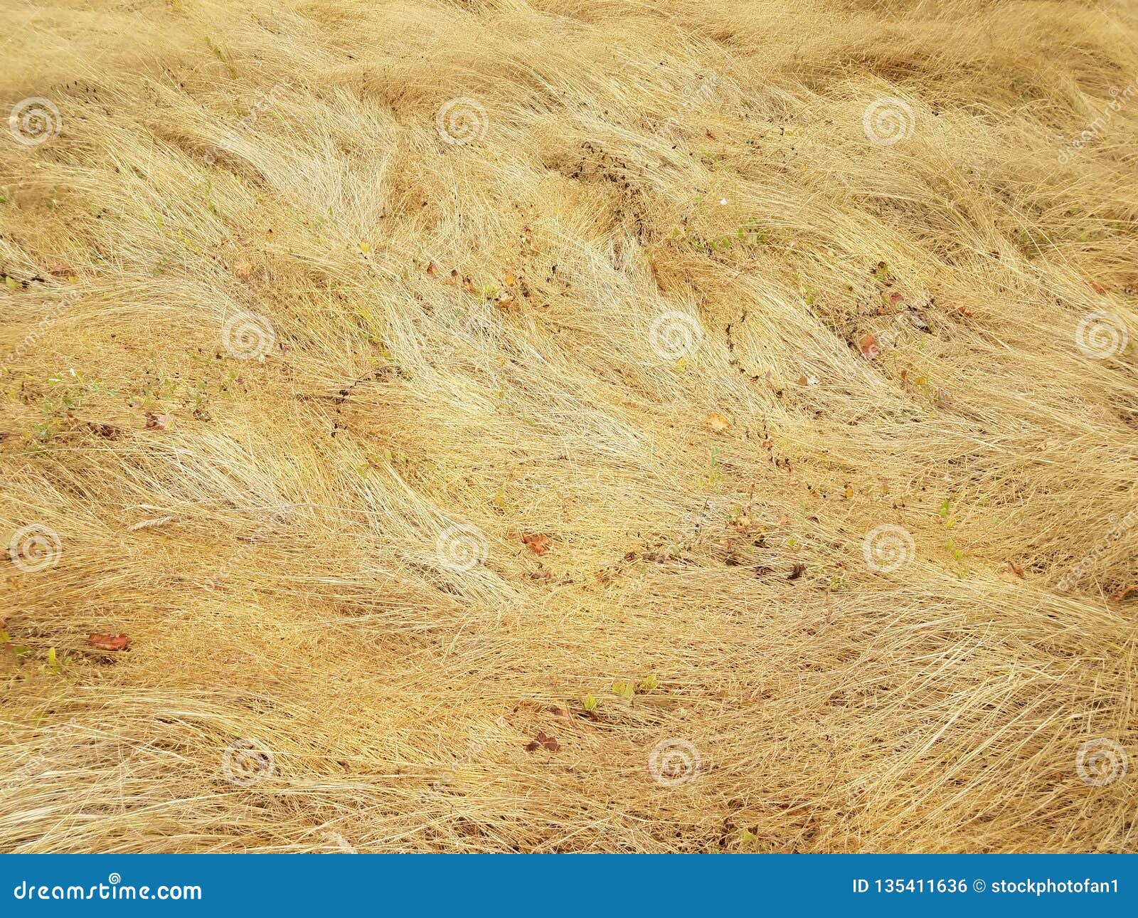 Tall Brown Grass or Weeds on the Ground Stock Photo - Image of grass ...
