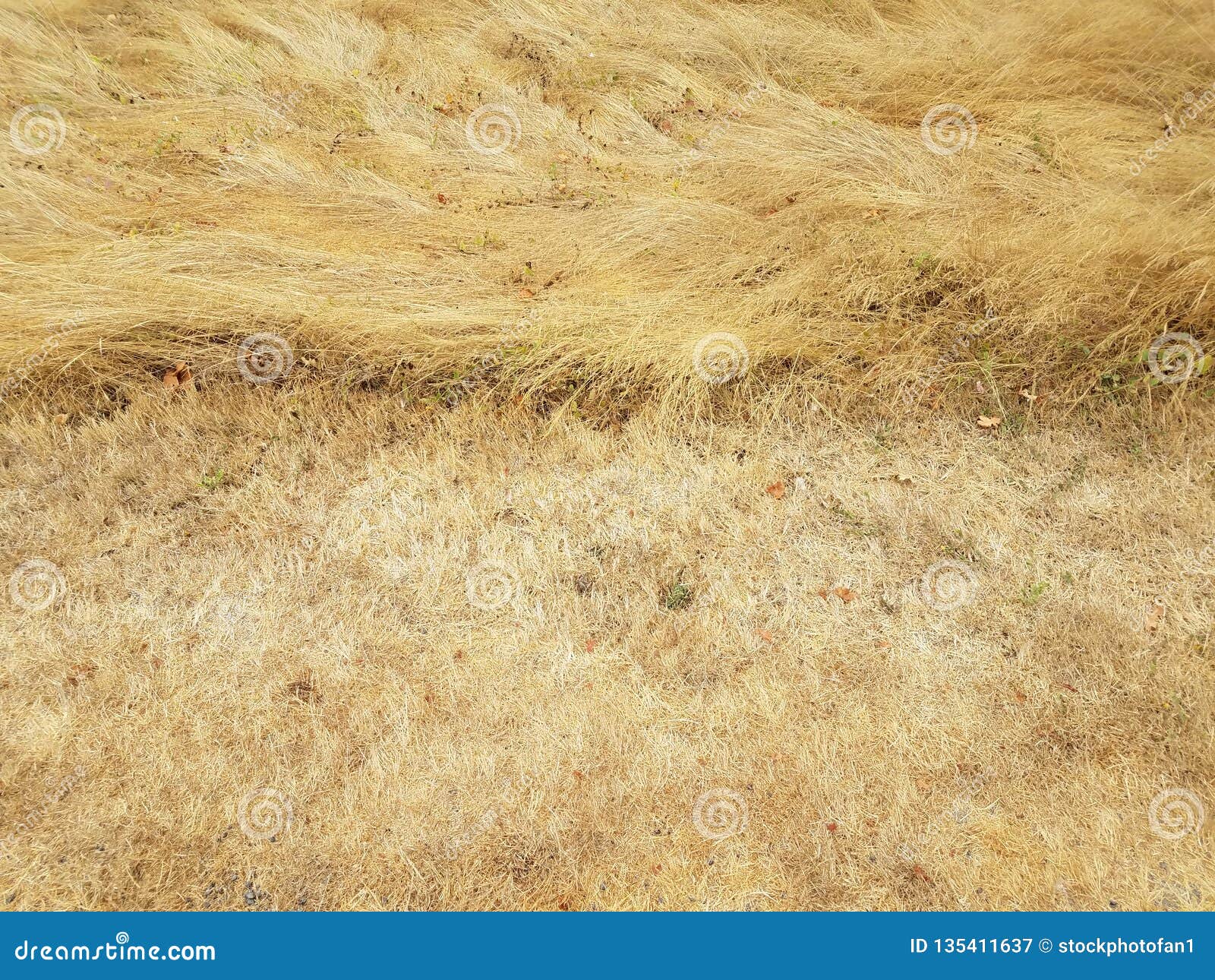 Tall Brown Grass or Weeds on the Ground Stock Image - Image of plants ...