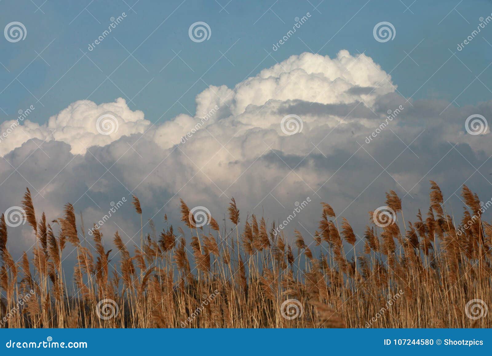 Tall Weeds Against a Cloud Filled Sky Stock Photo - Image of weeds ...
