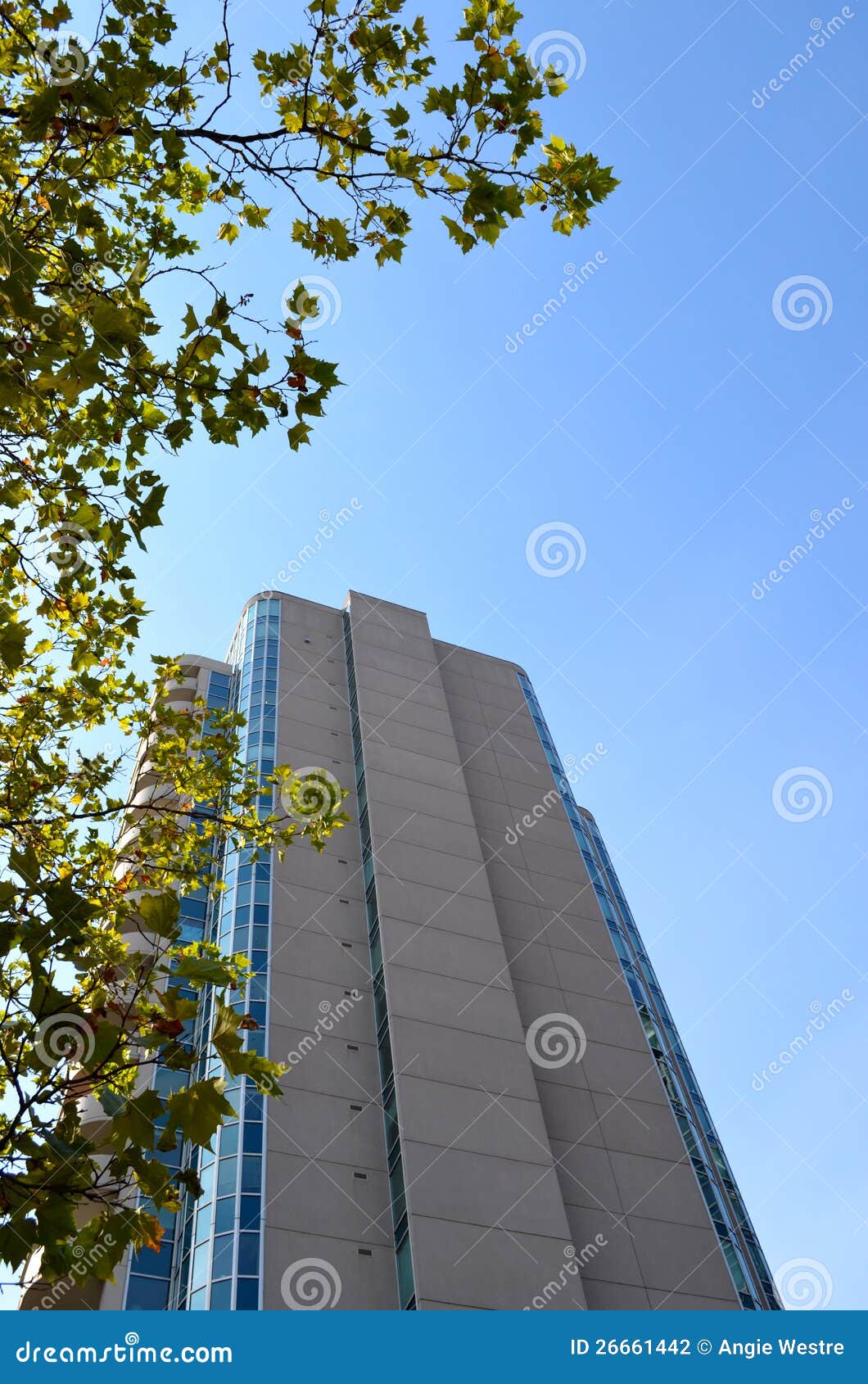 Tall Building through a Maple Tree Stock Photo - Image of skyscraper ...