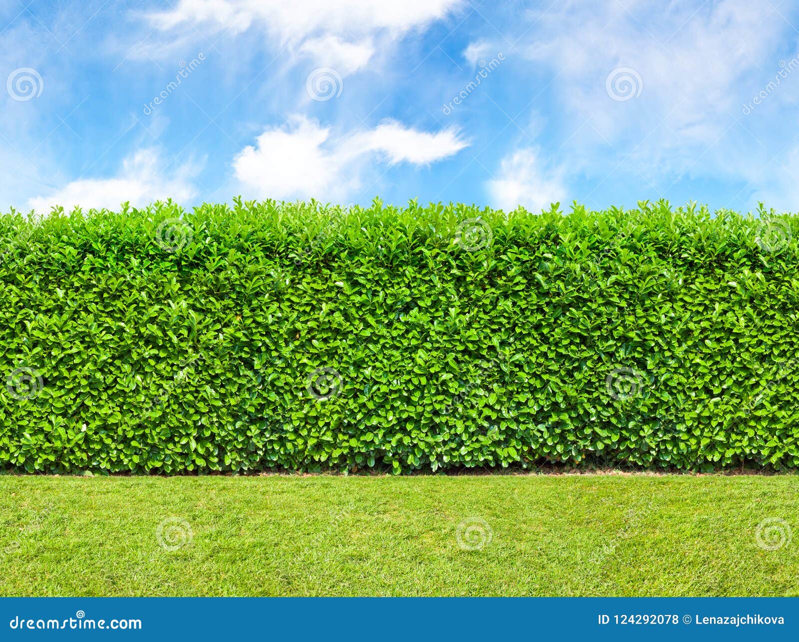 Tall Bush Hedge with Sky and Grass. Seamless Endless Pattern Stock ...