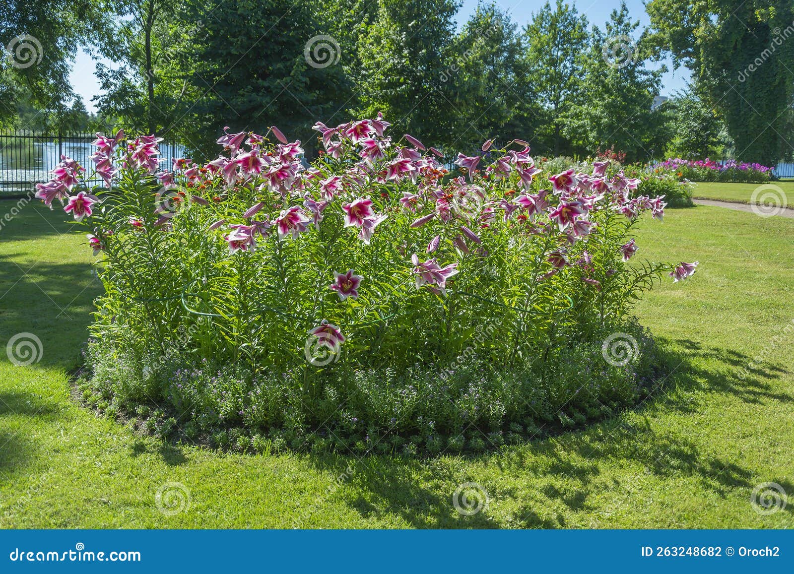 Tall Bushes of Pink Variegated Lilies Stock Photo - Image of flowering ...