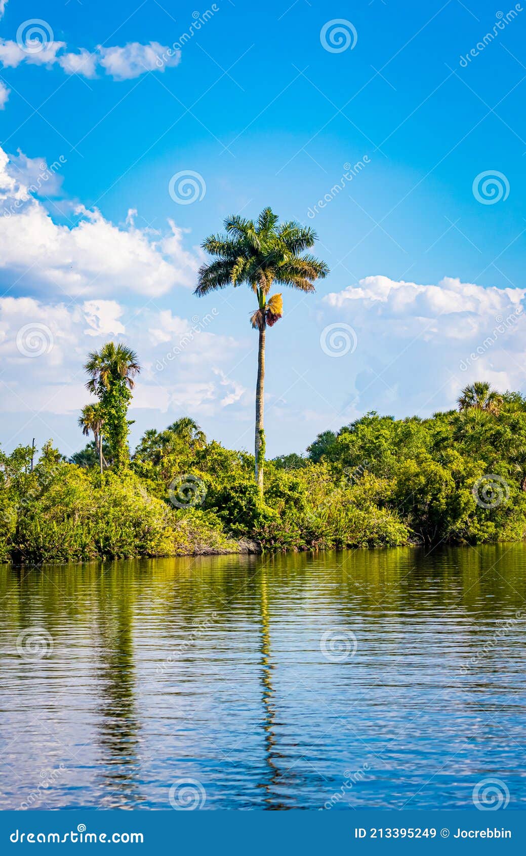 Tall Cabbage Palm Grows on the Edge of Peace River Stock Image - Image ...