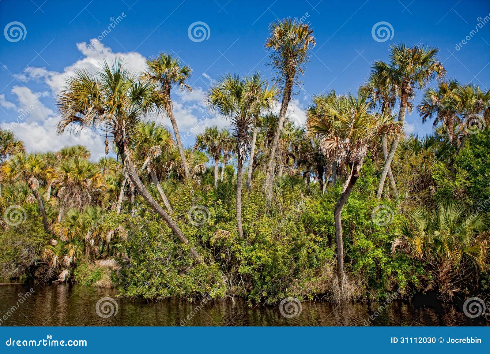 Tall Cabbage Palms Frame Edge of River in Everglades Stock Photo ...