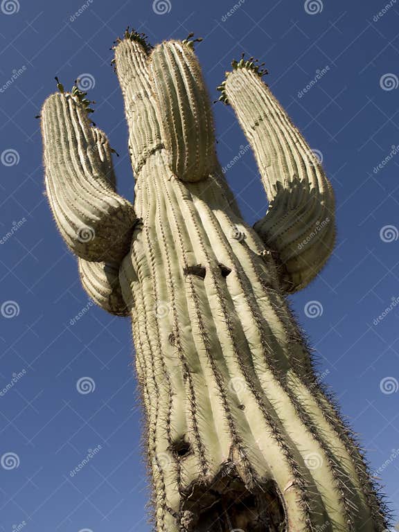 Tall Cactus stock image. Image of tall, tucson, vista - 12353389