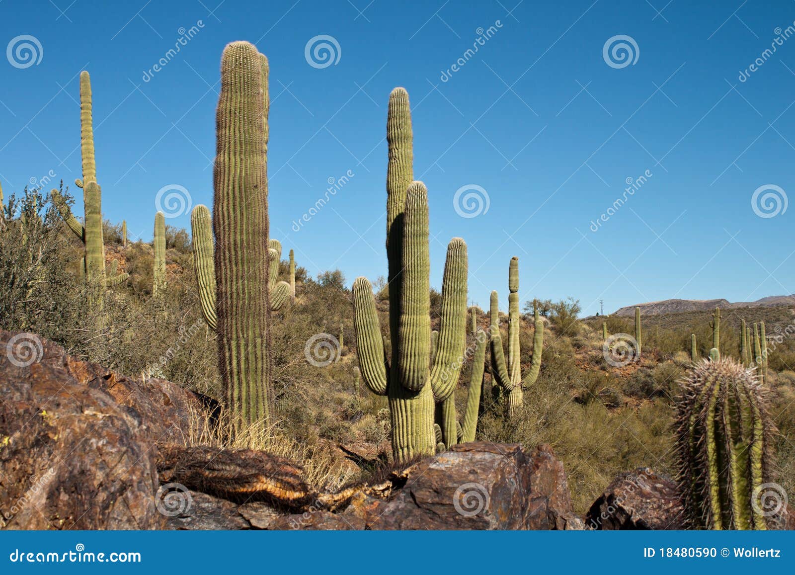 Tall Cactus stock photo. Image of iconic, vegetaion, arizona - 18480590
