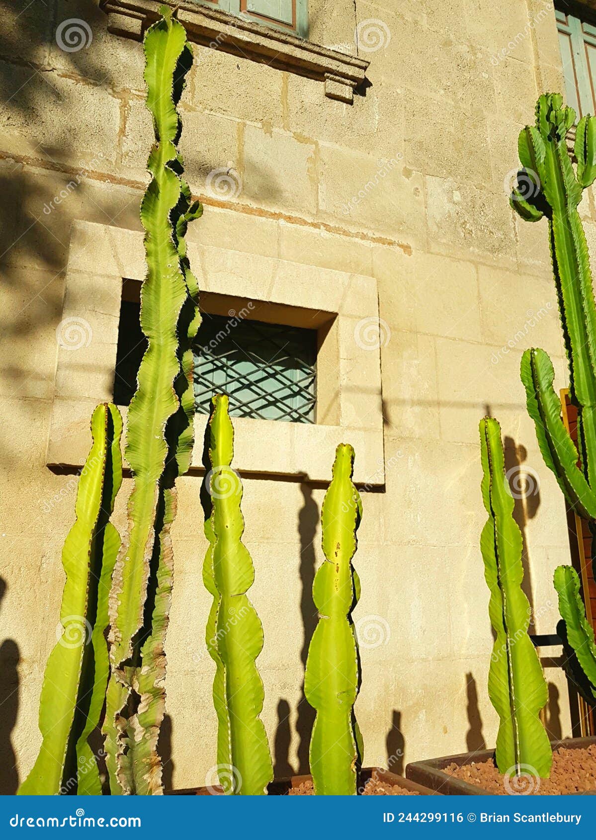 Tall Cactus Green and Straight Stock Photo - Image of botanical ...