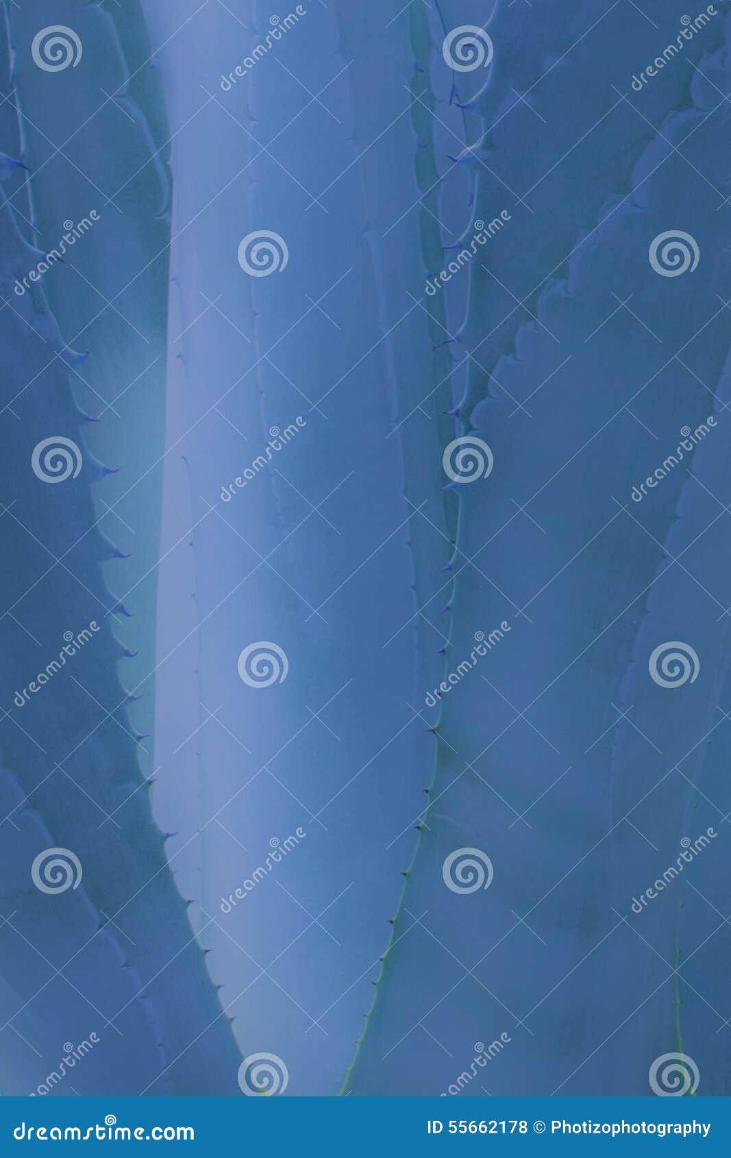 Tall Cactus Background in Blue Color Stock Photo - Image of color, aloe ...