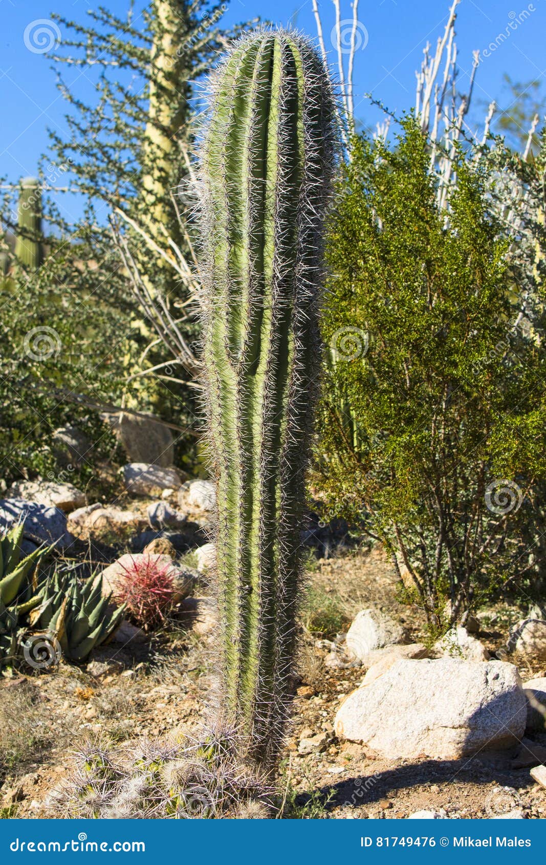 Tall cactus stock photo. Image of desert, tall, prickly - 81749476