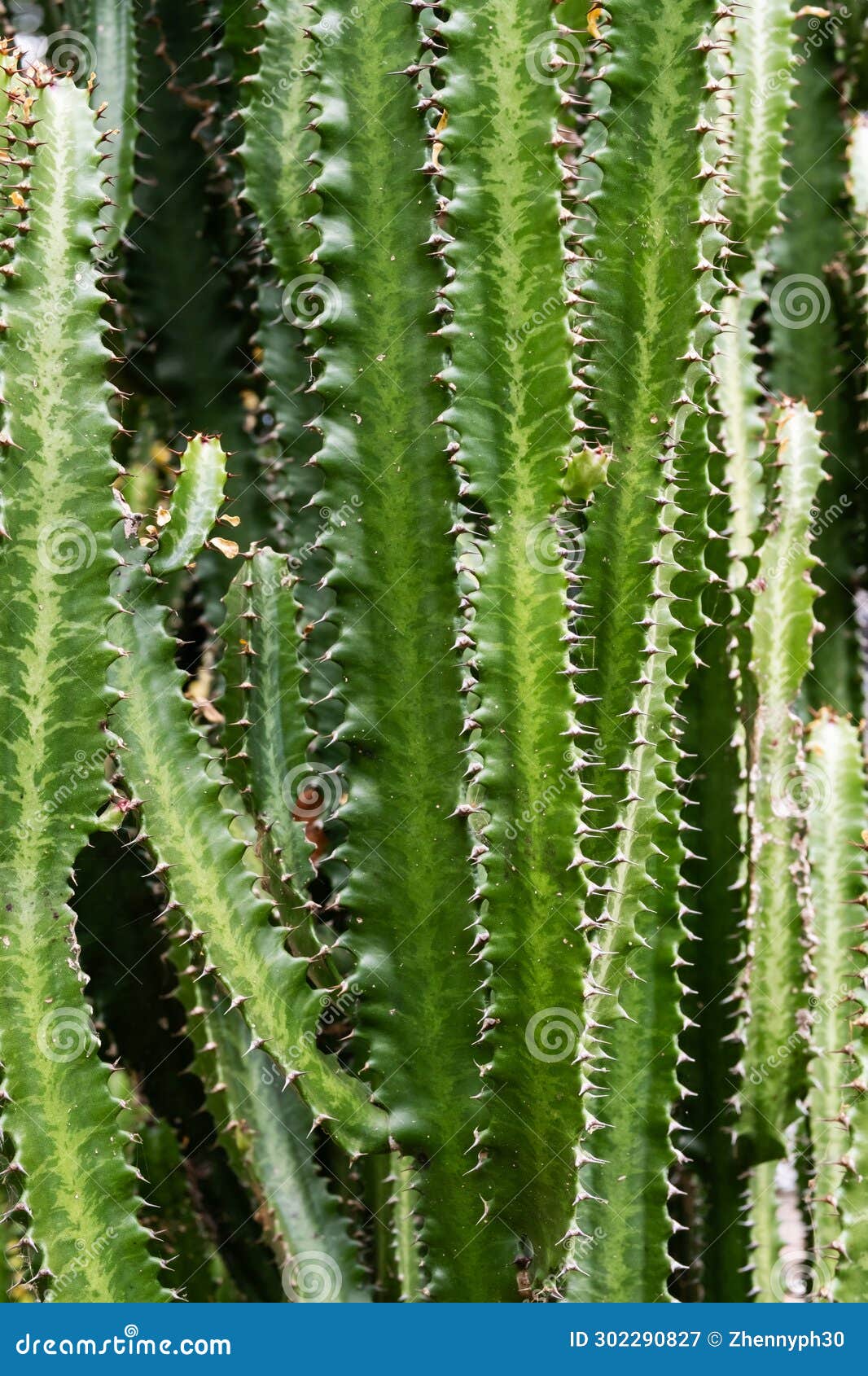 Tall Cactus. Group of Big Cacti Plant Stock Image - Image of tall ...