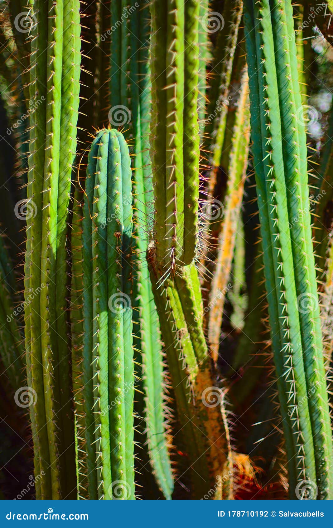 Tall Cactus with Large Spines Stock Photo - Image of tropical, closeup ...