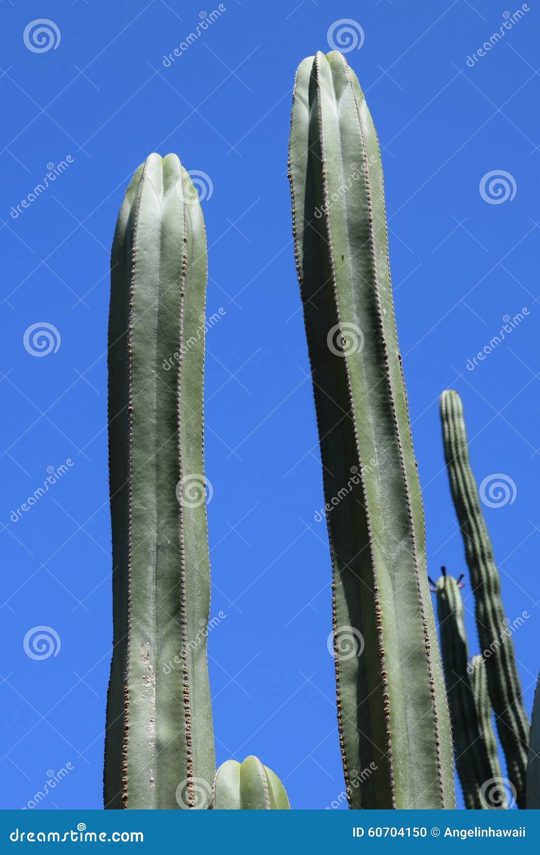 Tall cactus plant. stock photo. Image of tall, hawaii - 60704150