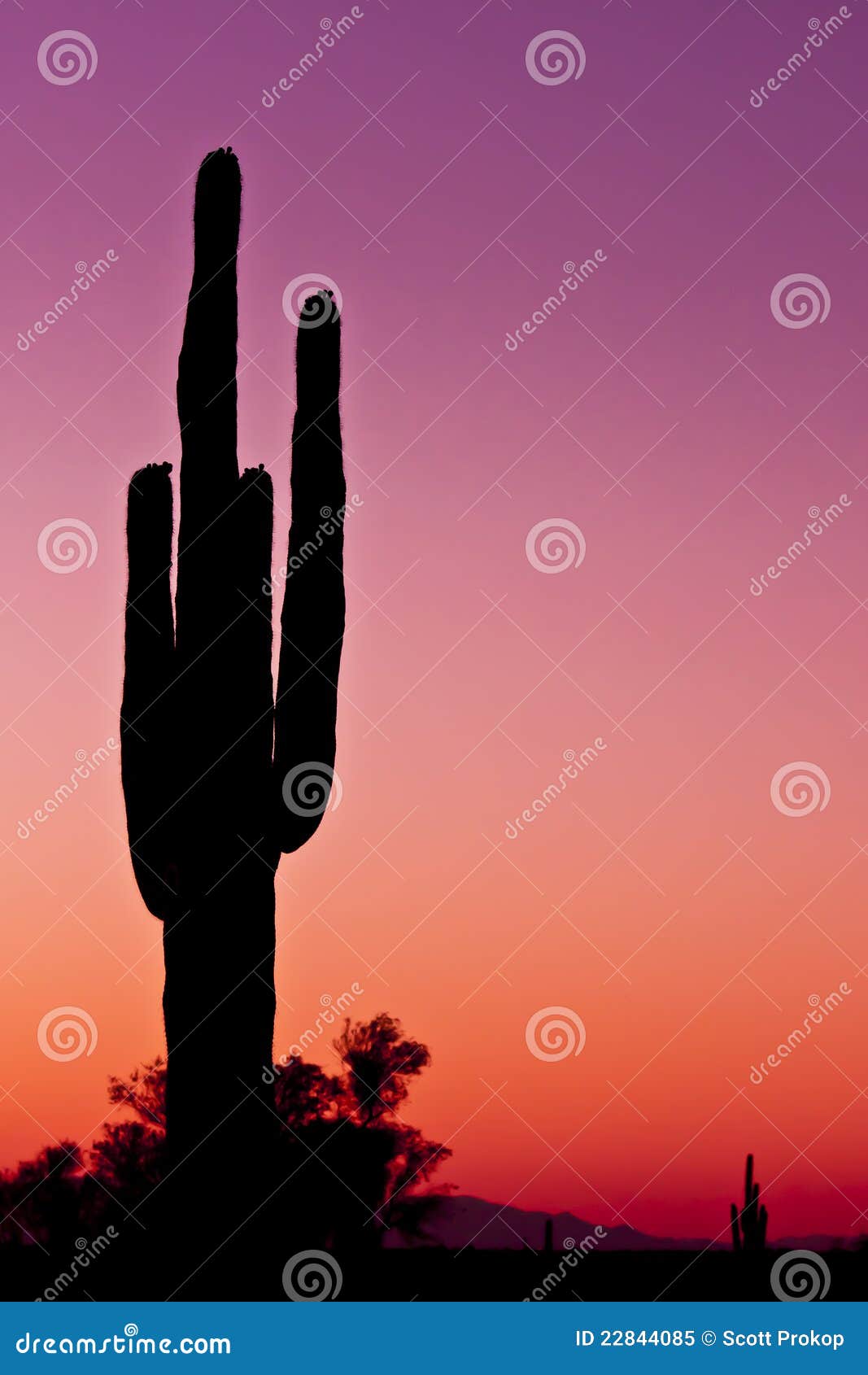 Tall Cactus at Sunset stock image. Image of tucson, sunset - 22844085
